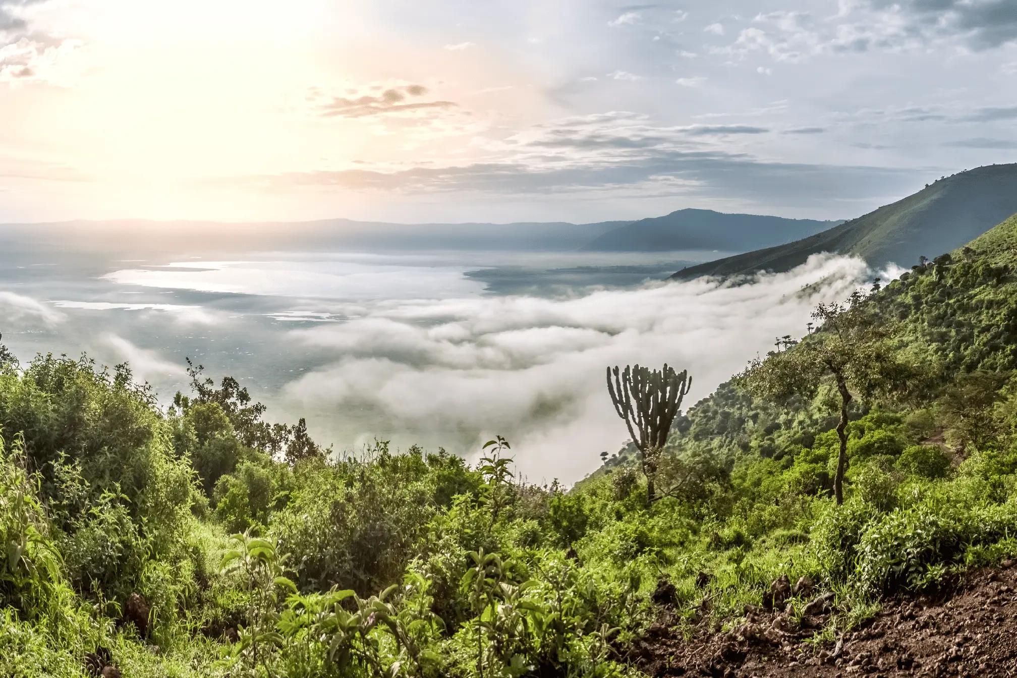 Neptune Dxp Sap Native Low Code Platform For Enterprise App Development